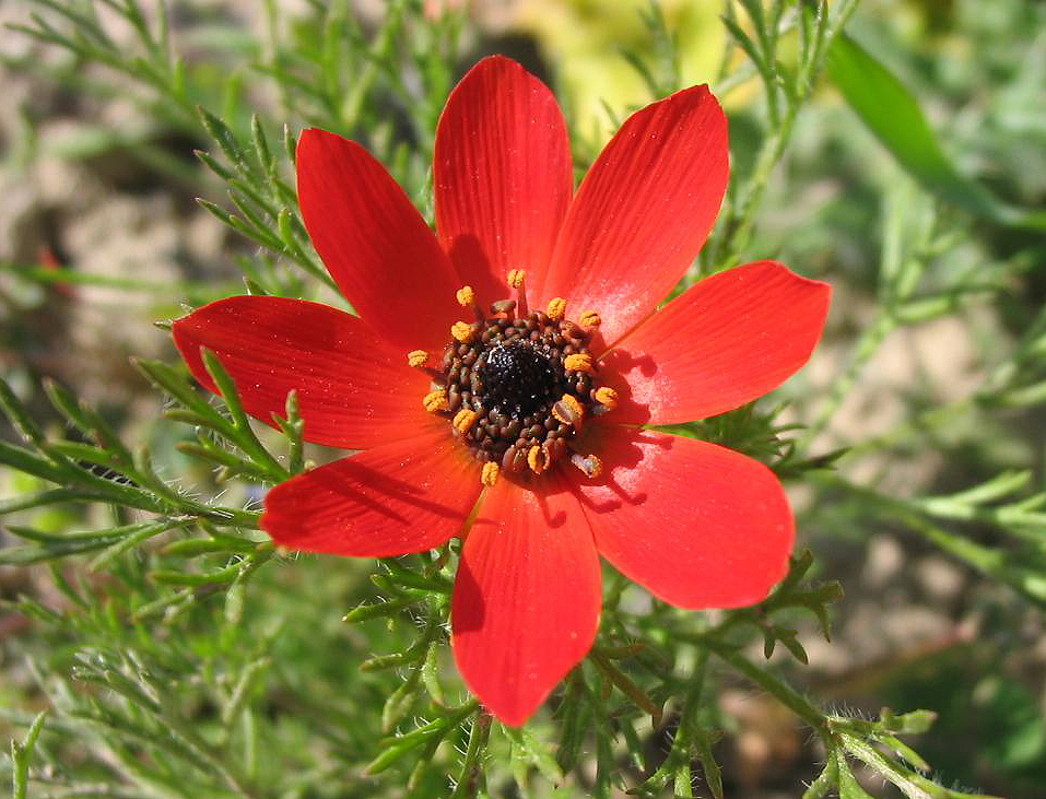 Extinct in Ireland, September 17th, Pheasant’s Eye (Adonis annua ...