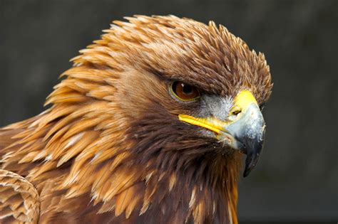 Extinct in Ireland, September 28th – the golden eagle – Séamus Sweeney